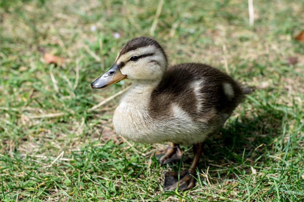 Free Stock Photo of Baby duck | Download Free Images and Free Illustrations