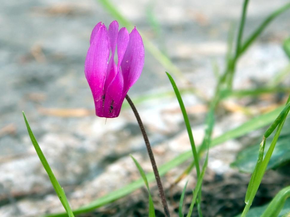 Free Stock Photo of Violet | Download Free Images and Free Illustrations