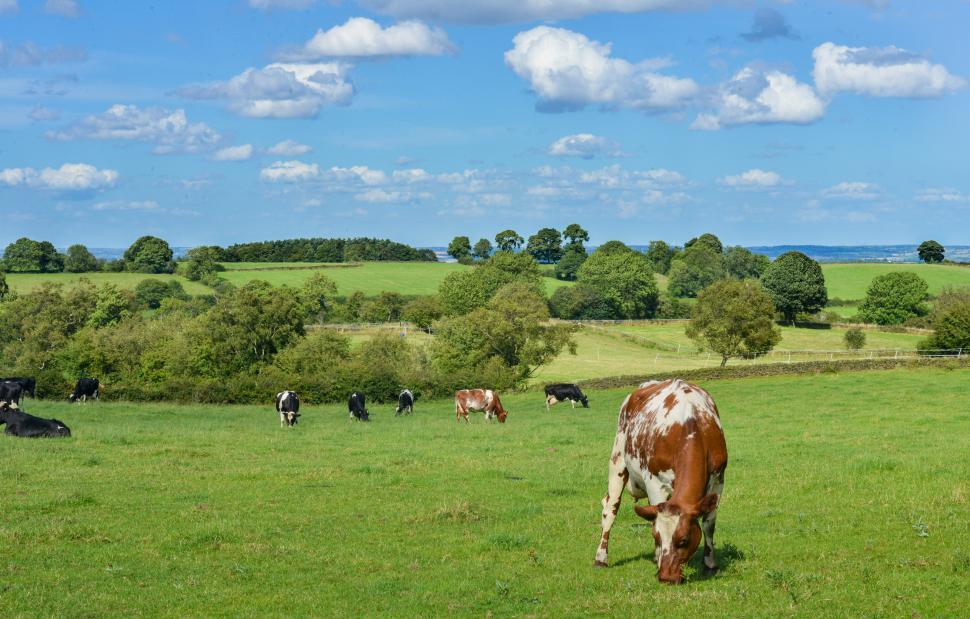Free Stock Photo of Cows in the field | Download Free Images and Free ...