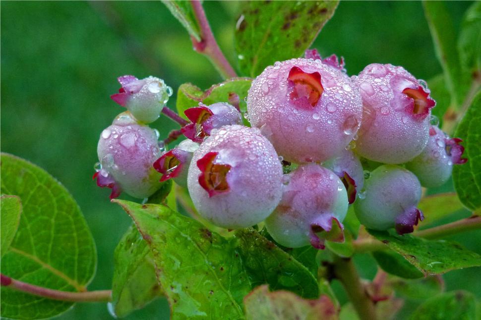 Free Stock Photo of Blueberries Not Yet Ripen | Download Free Images ...