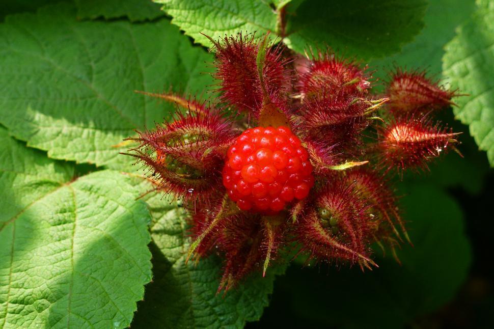 Free Stock Photo of Wild Raspberries | Download Free Images and Free ...