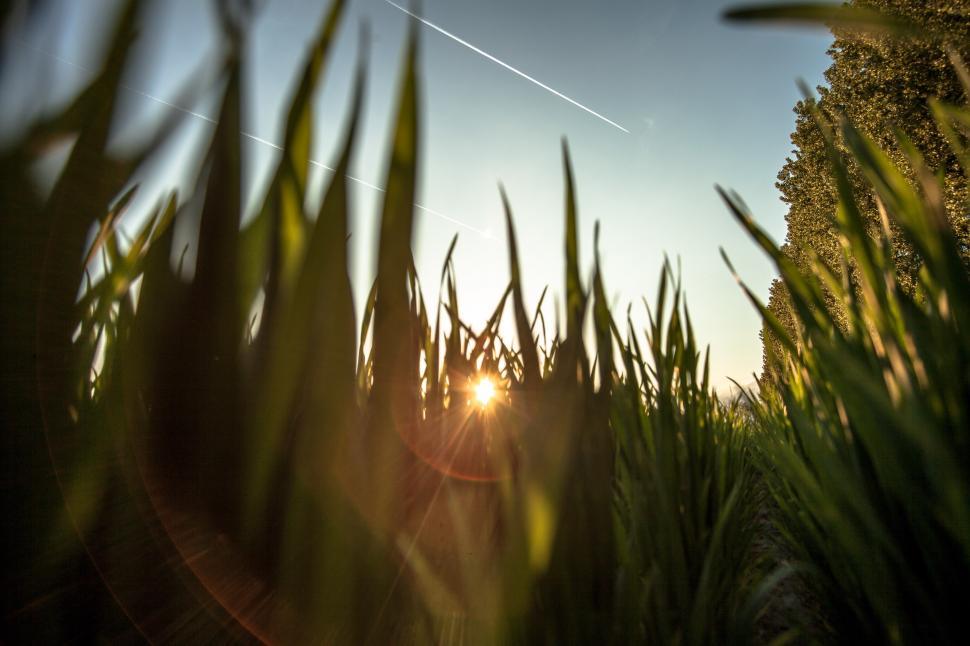 Free Stock Photo of Sunshine | Download Free Images and Free Illustrations