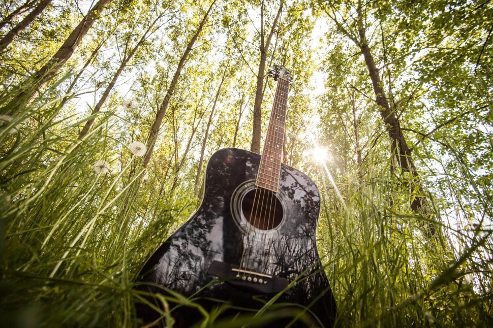Free Stock Photo of Guitar and trees | Download Free Images and Free ...
