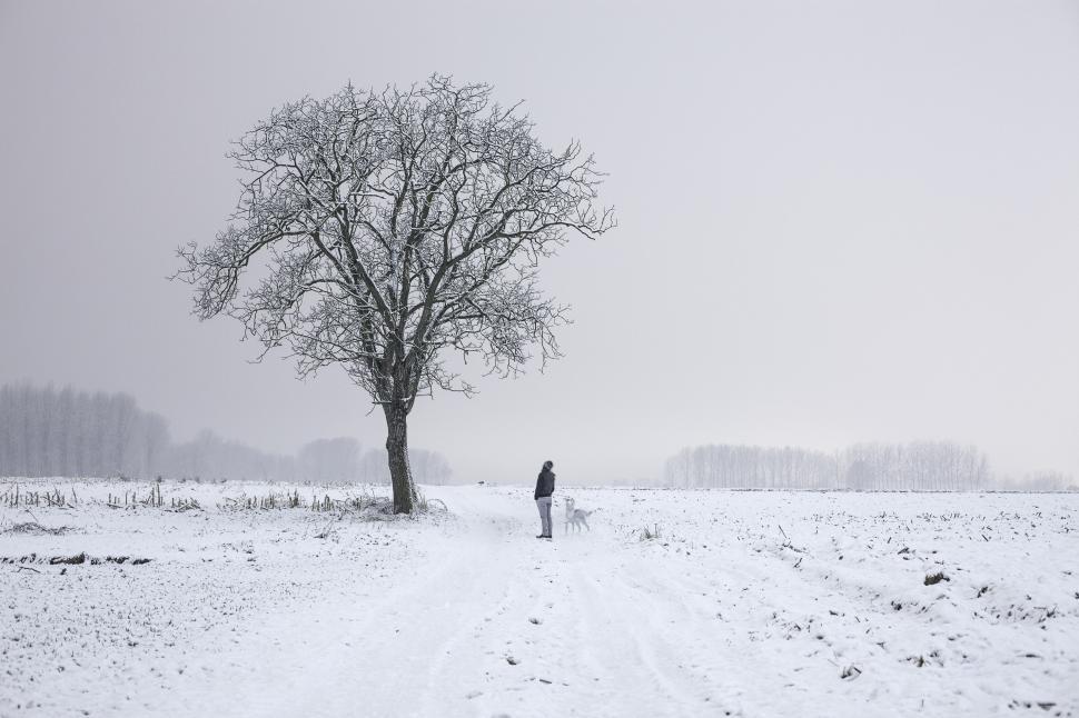 Free Stock Photo of Tree in the snow | Download Free Images and Free ...