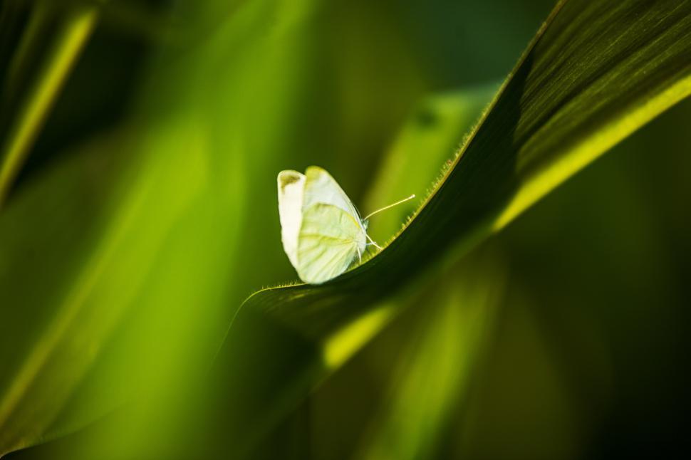 Free Stock Photo of Butterfly | Download Free Images and Free Illustrations