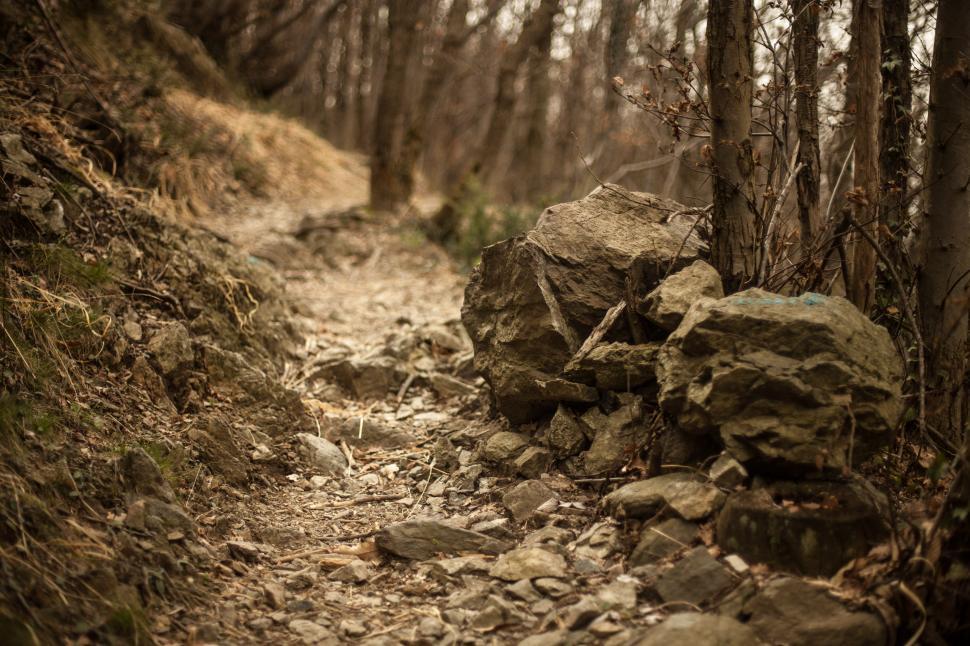 Free Stock Photo of Rock stones in the forest | Download Free Images ...