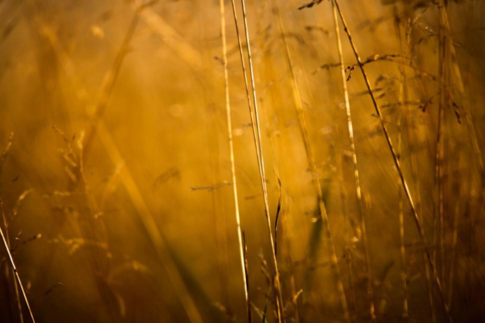 Free Stock Photo of Golden field | Download Free Images and Free ...