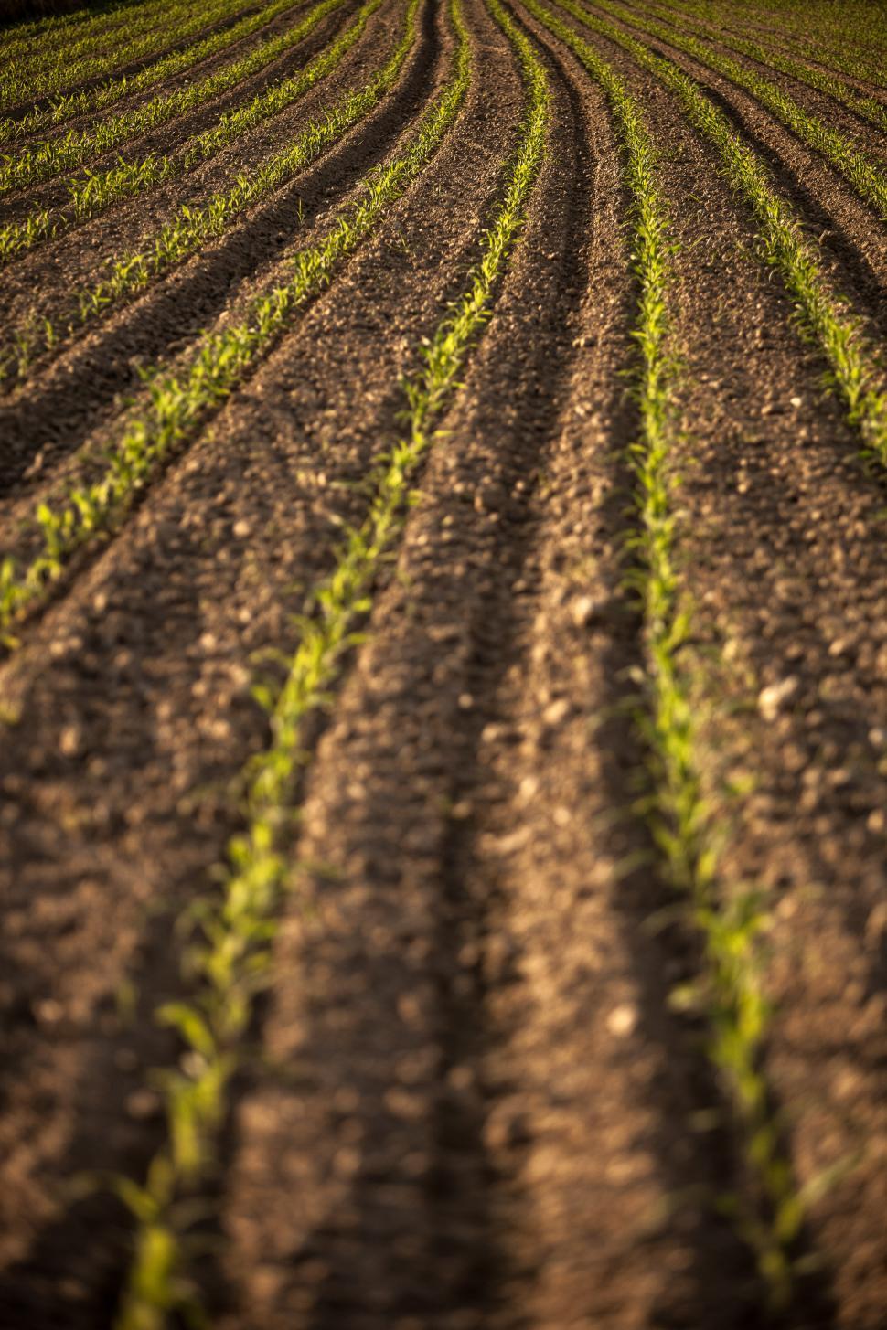 Free Stock Photo of Saplings in the filed | Download Free Images and ...