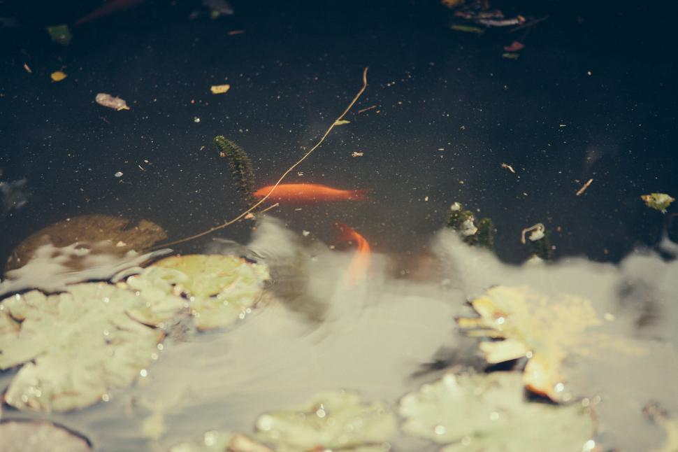 Free Stock Photo of Fish in pond | Download Free Images and Free ...