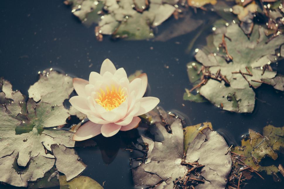 Free Stock Photo of Pink Lotus | Download Free Images and Free ...