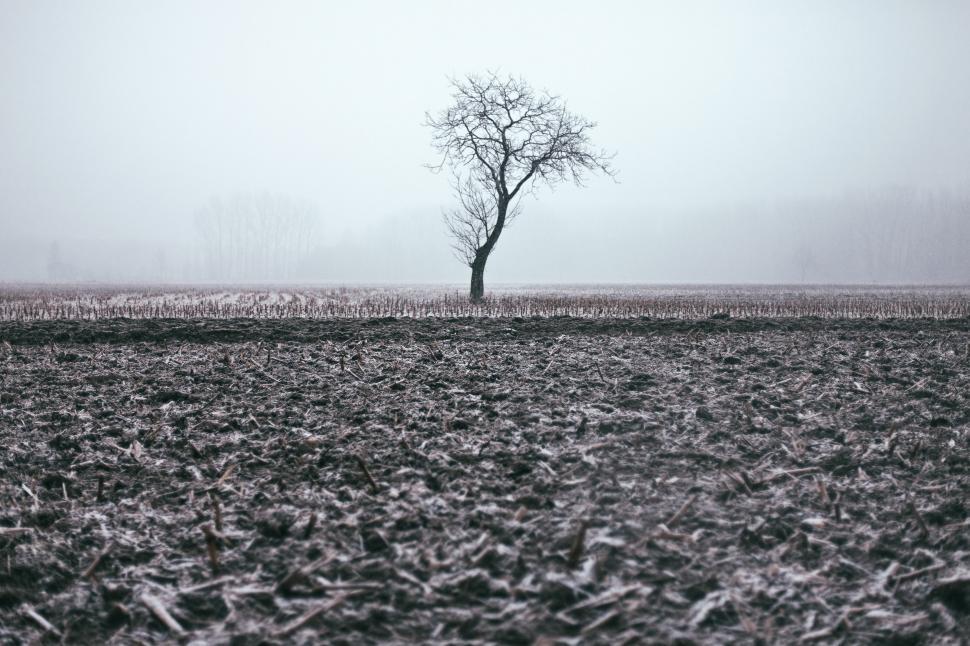 Free Stock Photo of A bare tree in the winter season | Download Free ...