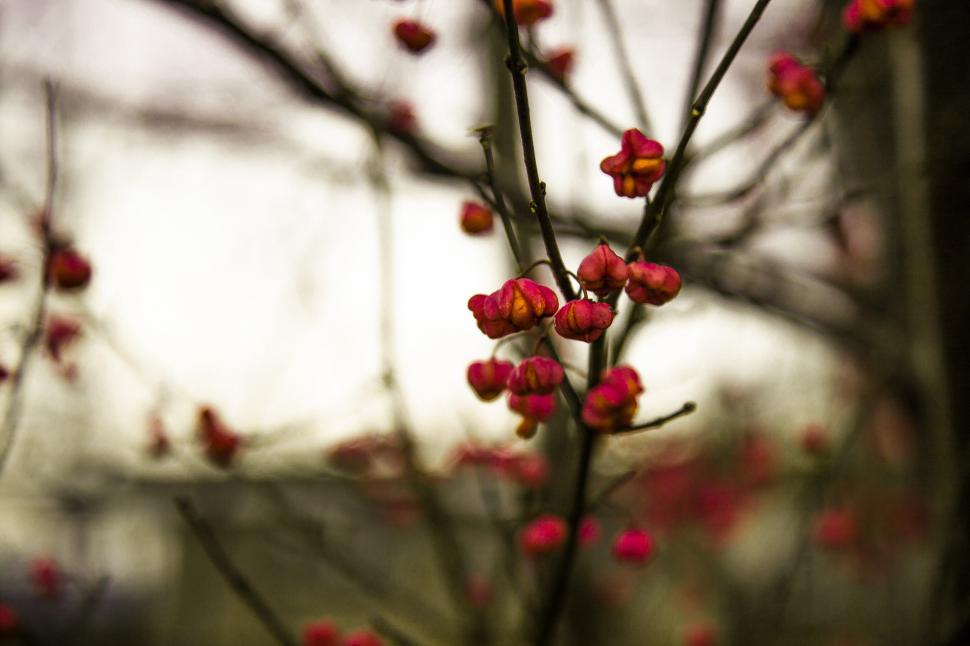 Free Stock Photo of Cherry tree | Download Free Images and Free ...