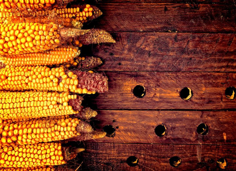 Free Stock Photo of Rustic corn cobs on wooden background | Download ...