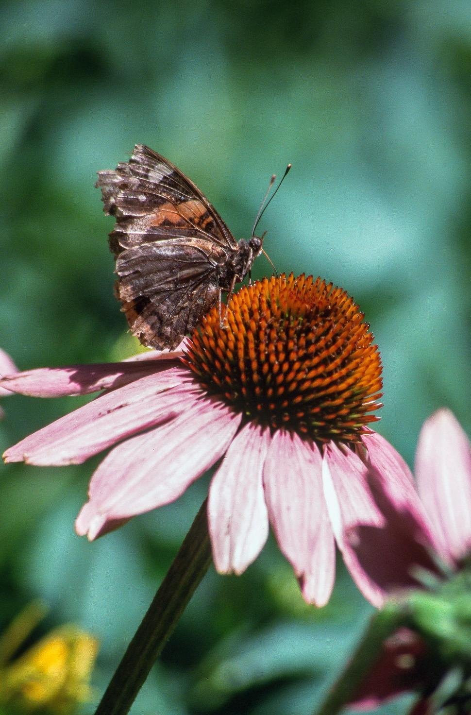 Free Stock Photo of Butterfly | Download Free Images and Free Illustrations