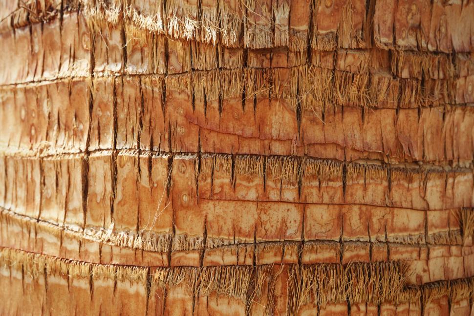 Free Stock Photo of Close Up View of Tree Trunk | Download Free Images ...