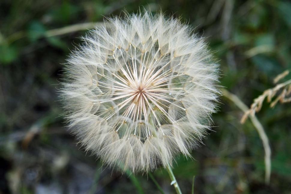 Free Stock Photo of Dandelion | Download Free Images and Free Illustrations