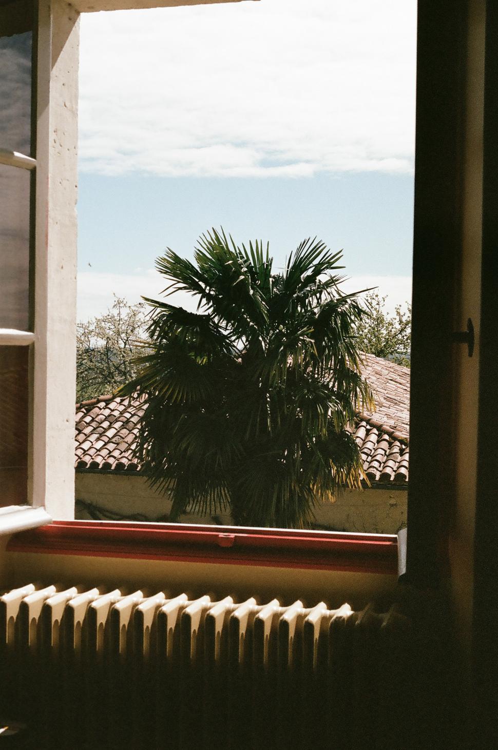 Free Stock Photo of Palm Tree Viewed Through Window | Download Free ...