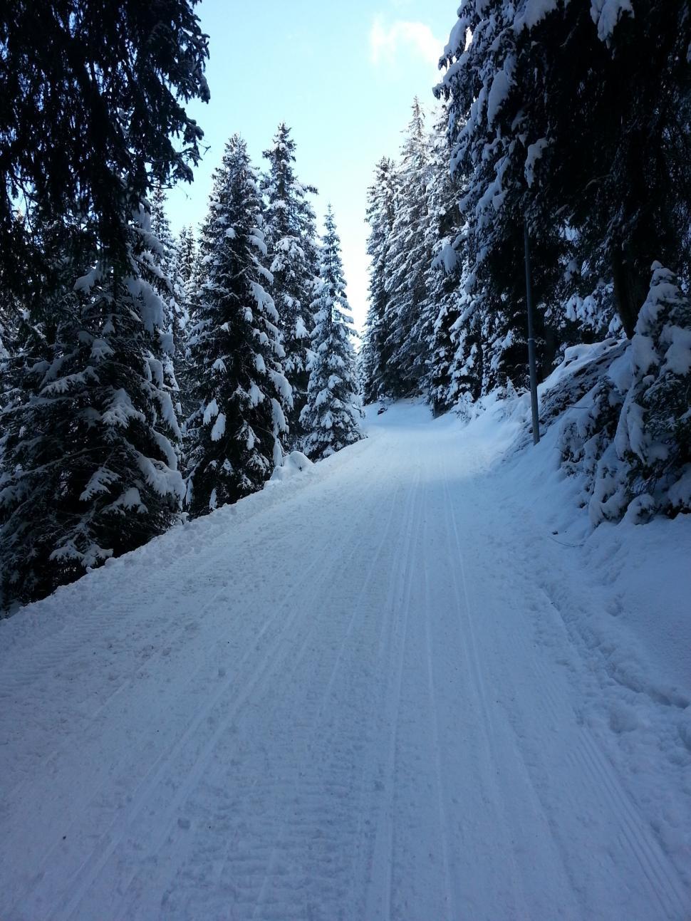 Snowy Mountains Forest Path Category: Monongahela National Forest