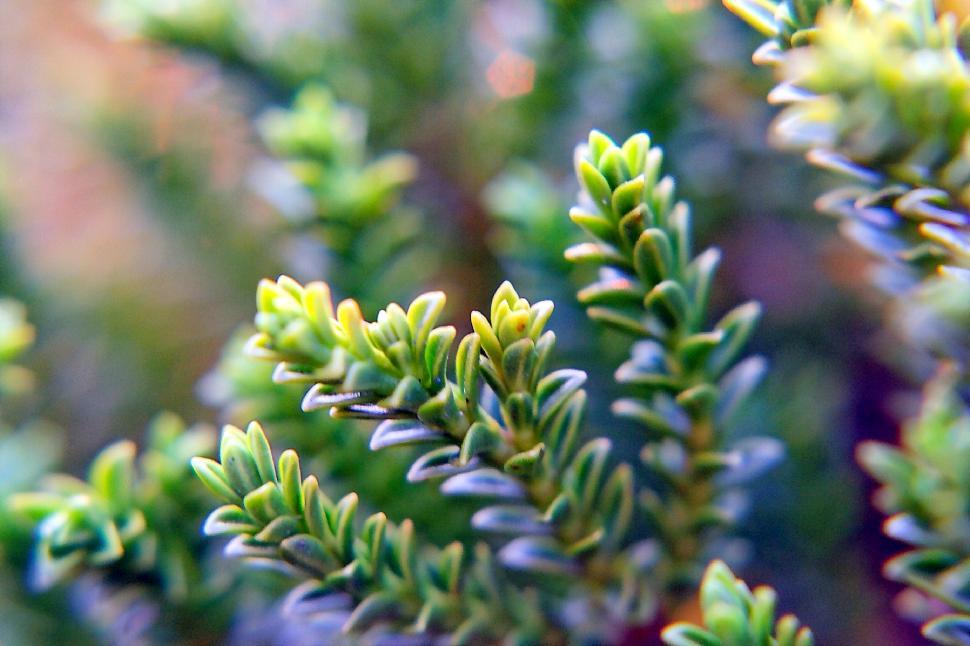 Free Stock Photo of Small leafs | Download Free Images and Free ...