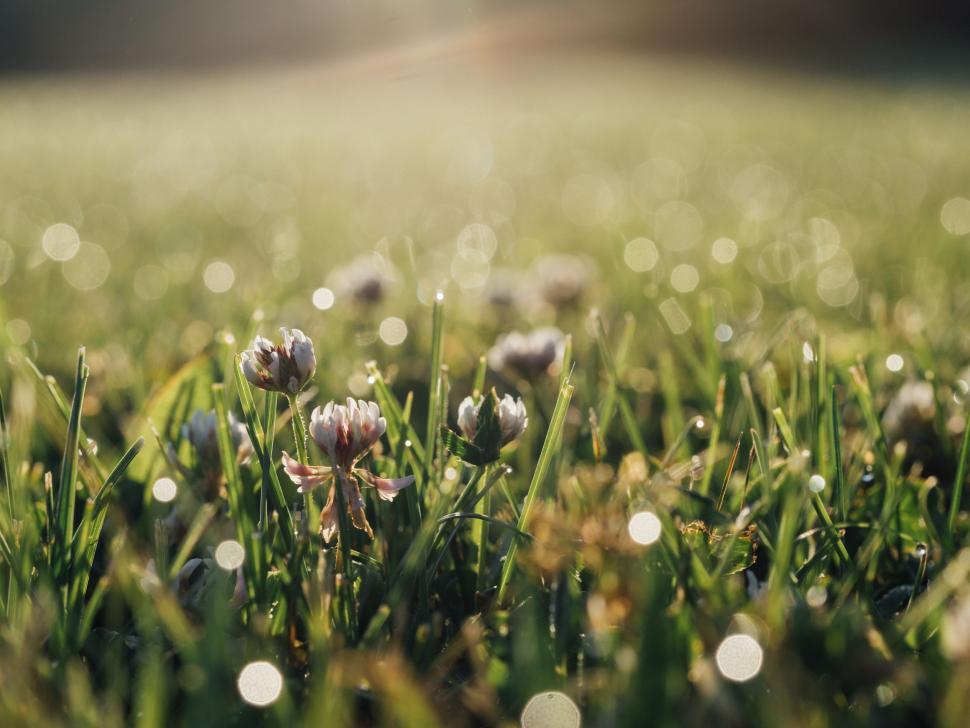 Free Stock Photo of Dewy Grass Field Close Up | Download Free Images ...