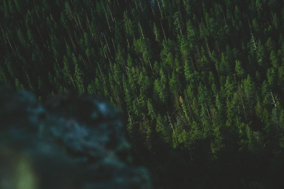 Free Stock Photo of Aerial View of a Forest at Night | Download Free ...