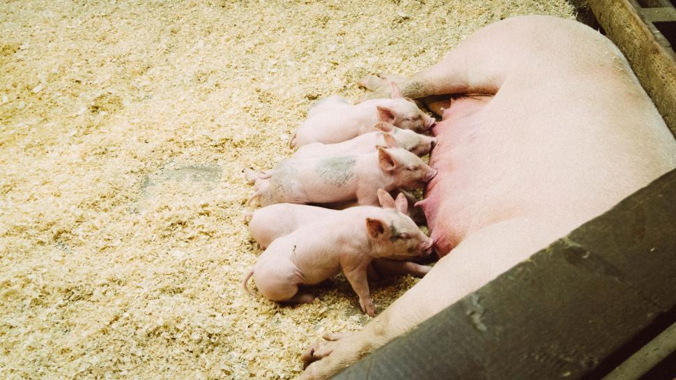 Free Stock Photo of Two Pigs Laying in a Pen | Download Free Images and ...