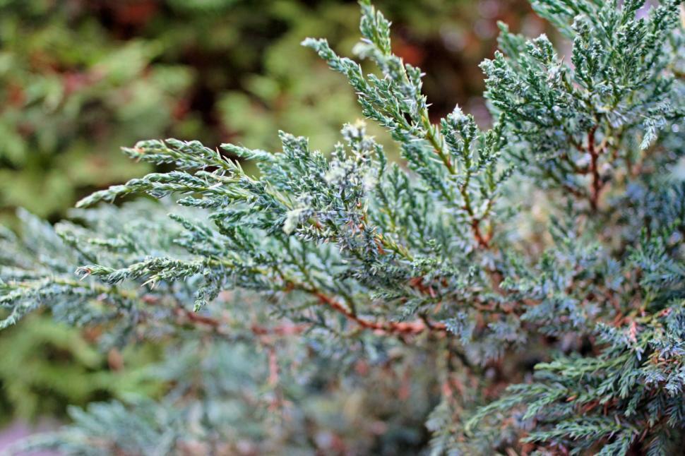 Free Stock Photo of The bush | Download Free Images and Free Illustrations