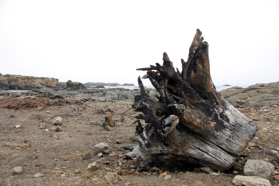 Free Stock Photo of Driftwood roots | Download Free Images and Free ...
