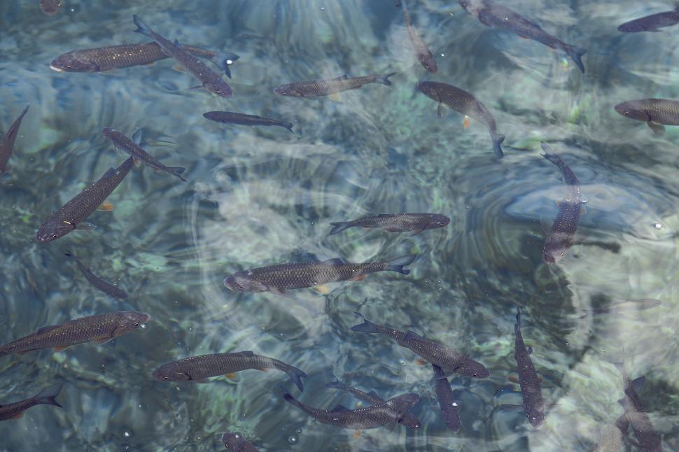 Free Stock Photo of School of Fish Swimming in a Lake | Download Free ...