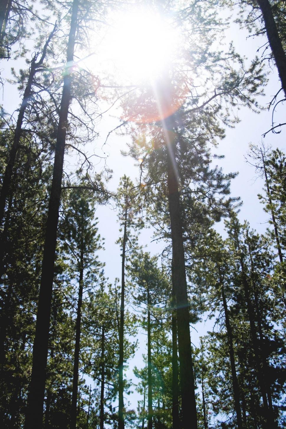 Free Stock Photo of Sun Shining Through Trees in Forest | Download Free ...
