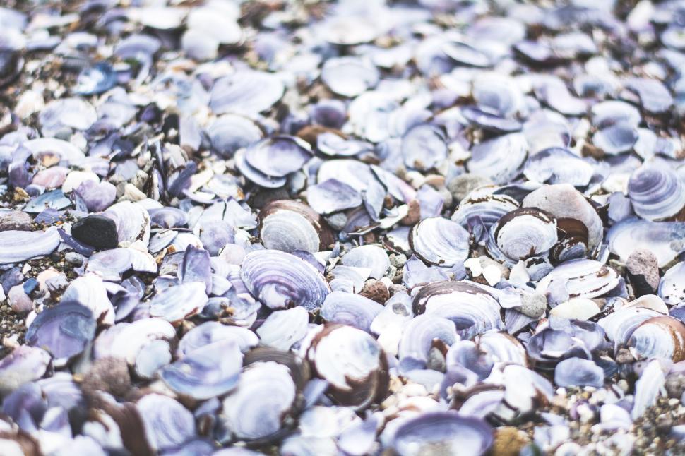 Free Stock Photo of Group of Seashells Scattered on the Ground ...