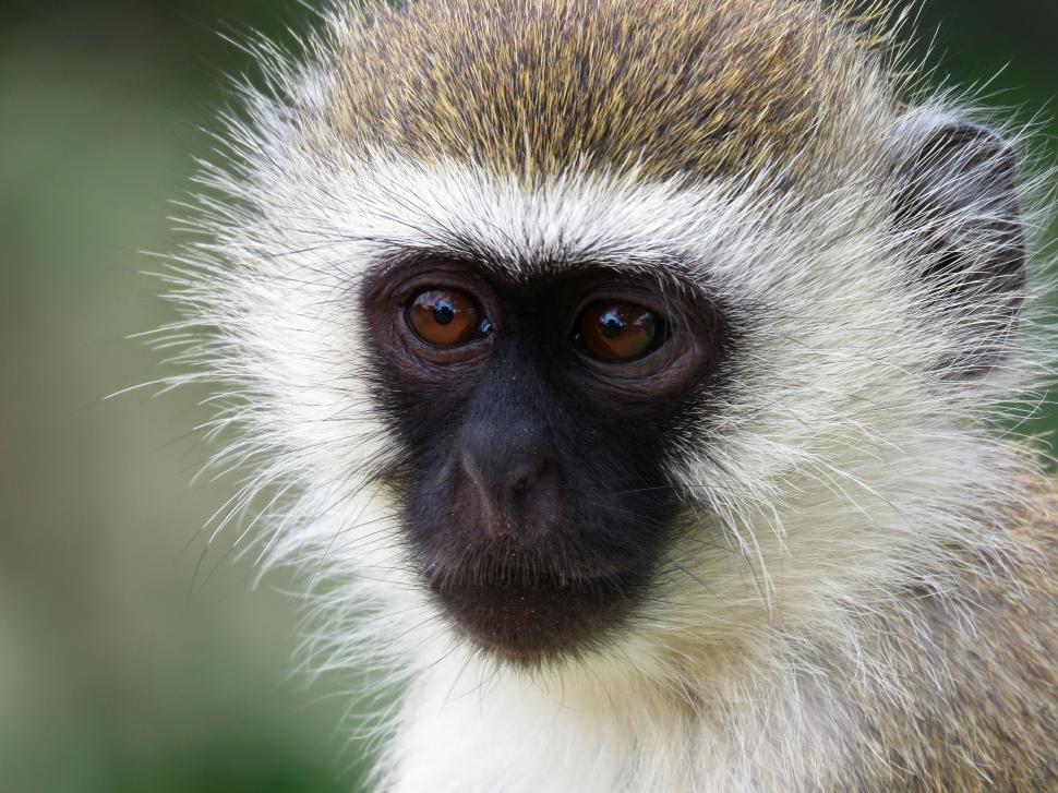 Free Stock Photo of monkey primate colobus guenon gibbon langur ...