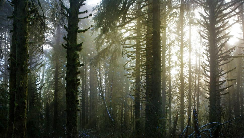 Free Stock Photo of Lush Forest With Tall Trees | Download Free Images ...