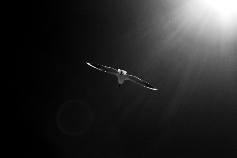 Free Stock Photo of Bird Flying in Night Sky | Download Free Images and ...