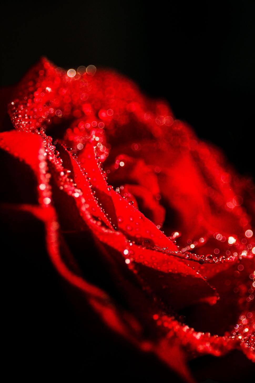 Free Stock Photo of red love flower romance valentine rose petal ...