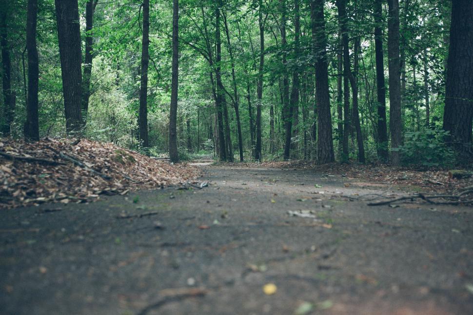 Free Stock Photo of Dirt Road Cutting Through Forest | Download Free ...