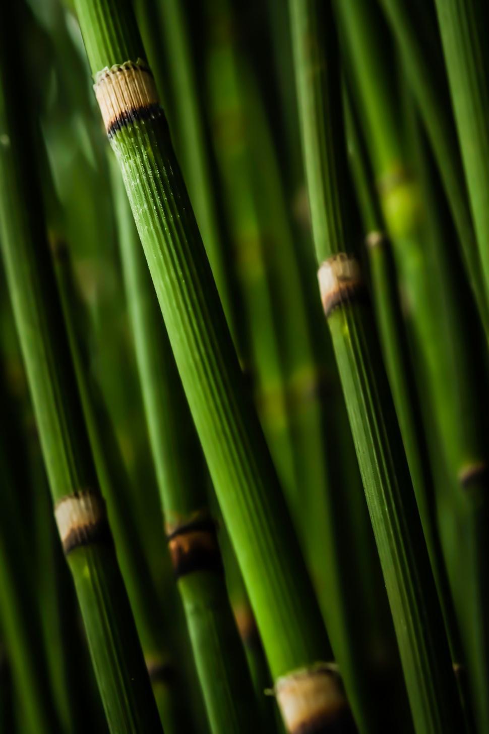 Free Stock Photo of Close-Up of Green Bamboo Stalks | Download Free ...