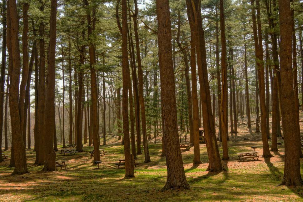 Free Stock Photo of Cluster of Trees Amidst Forest | Download Free ...