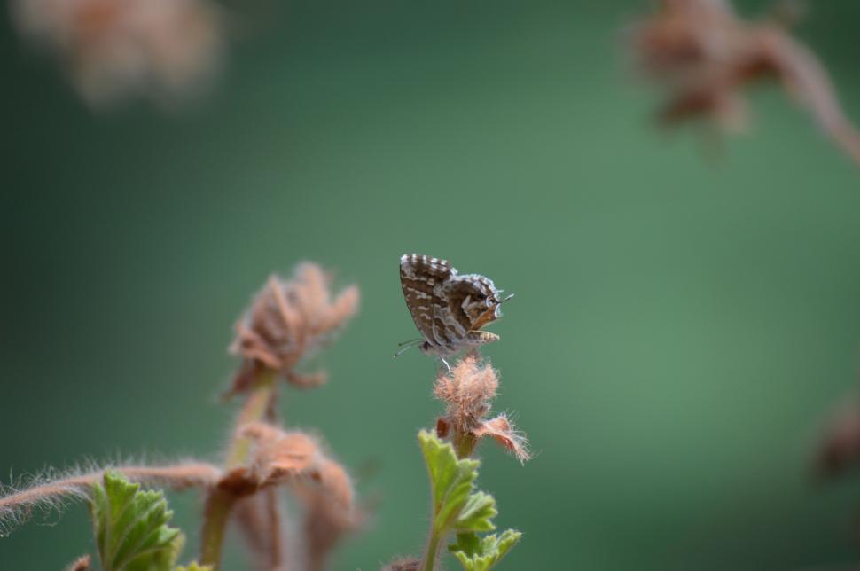 Free Stock Photo of Small Butterfly Flying Over Flower | Download Free ...