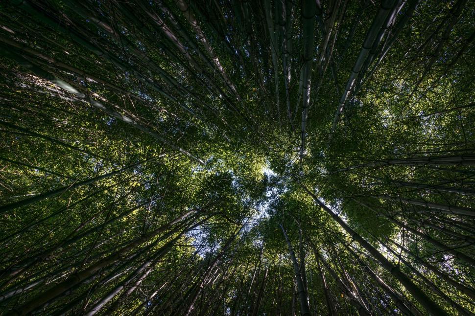Free Stock Photo of Looking Up Into a Dense Forest Canopy | Download ...
