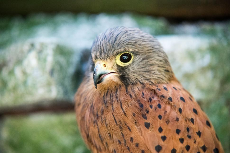 Free Stock Photo of Bird of Prey Perched on Branch | Download Free ...