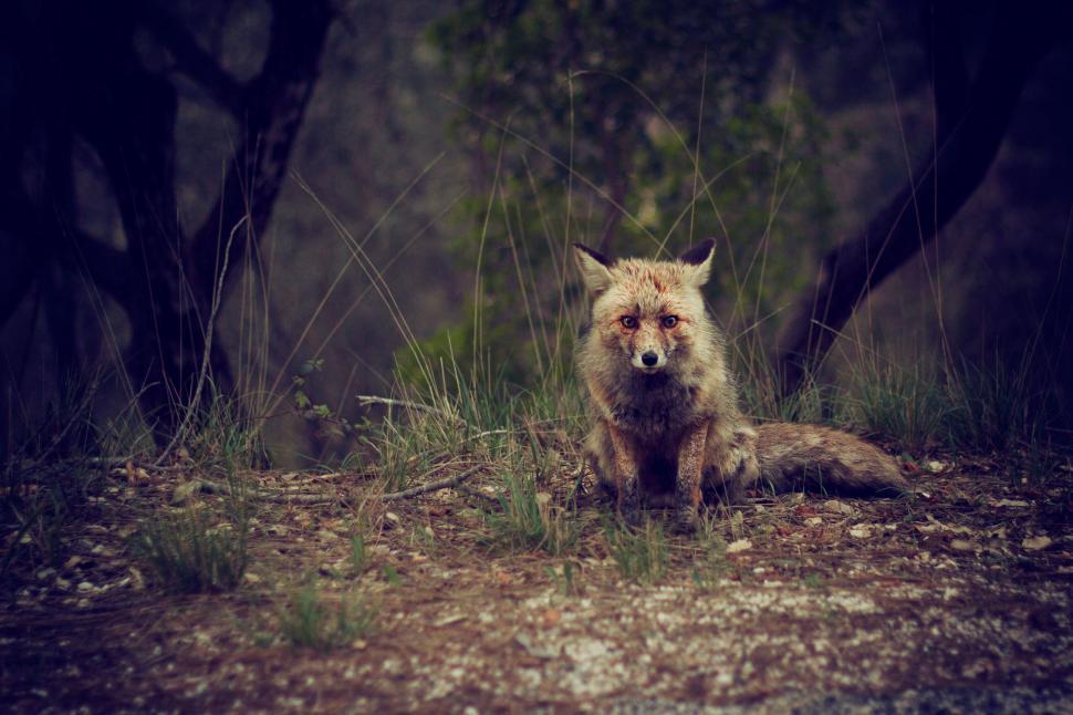 Free Stock Photo of Wolf Sitting in Forest | Download Free Images and ...