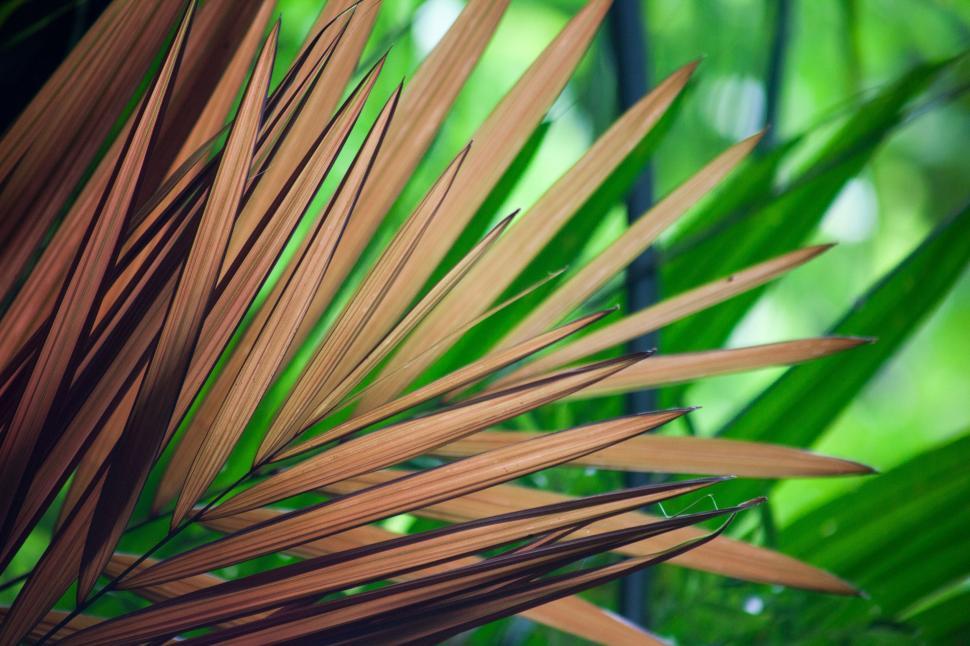 Free Stock Photo of Close-Up of Plant With Blurry Background | Download ...