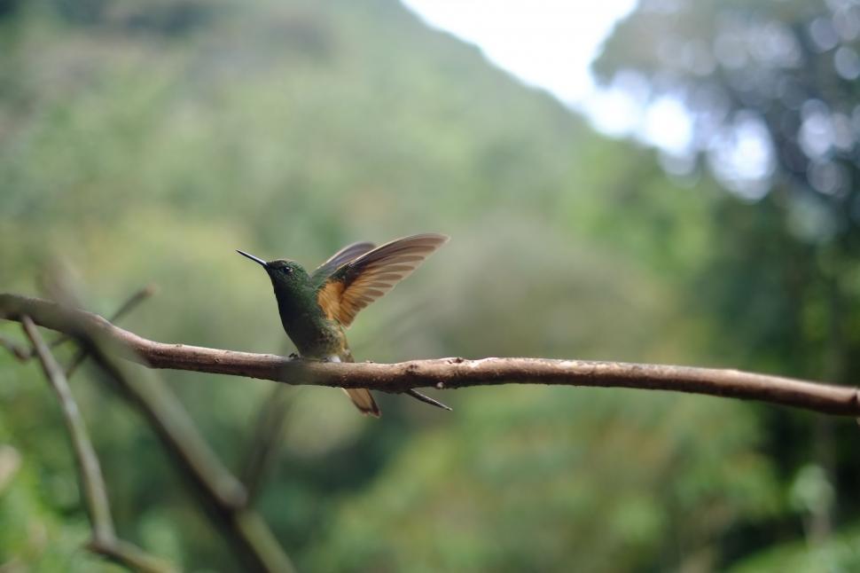 Free Stock Photo of Hummingbird Perches on Branch in Forest | Download ...