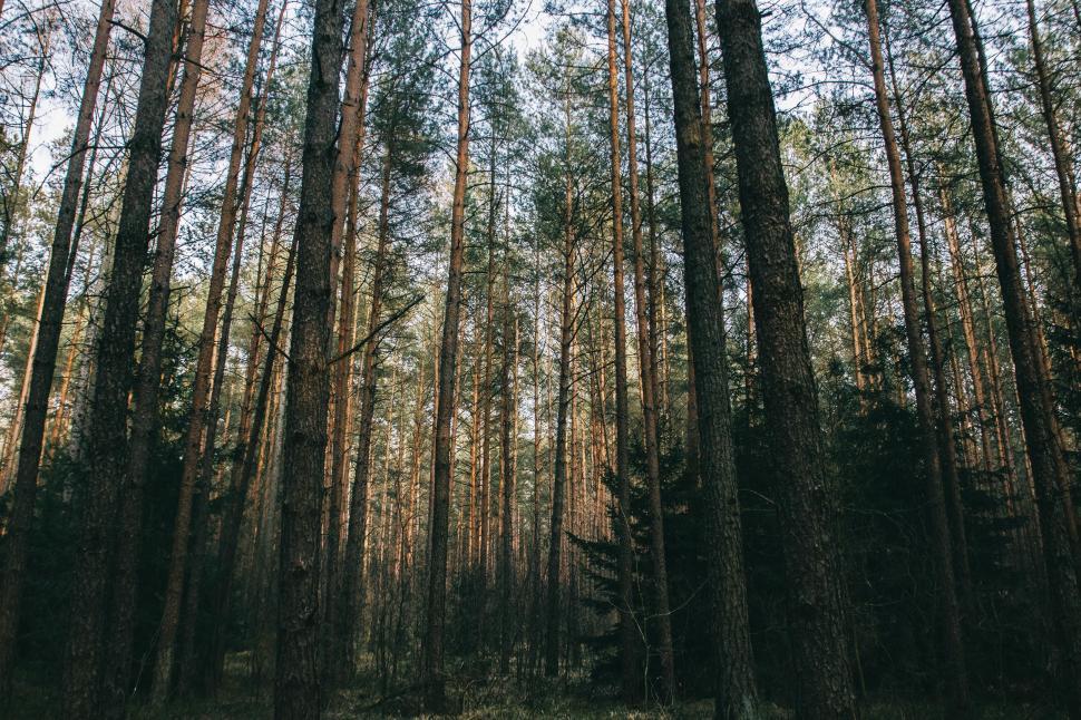 Free Stock Photo of Towering Trees in Dense Forest | Download Free ...