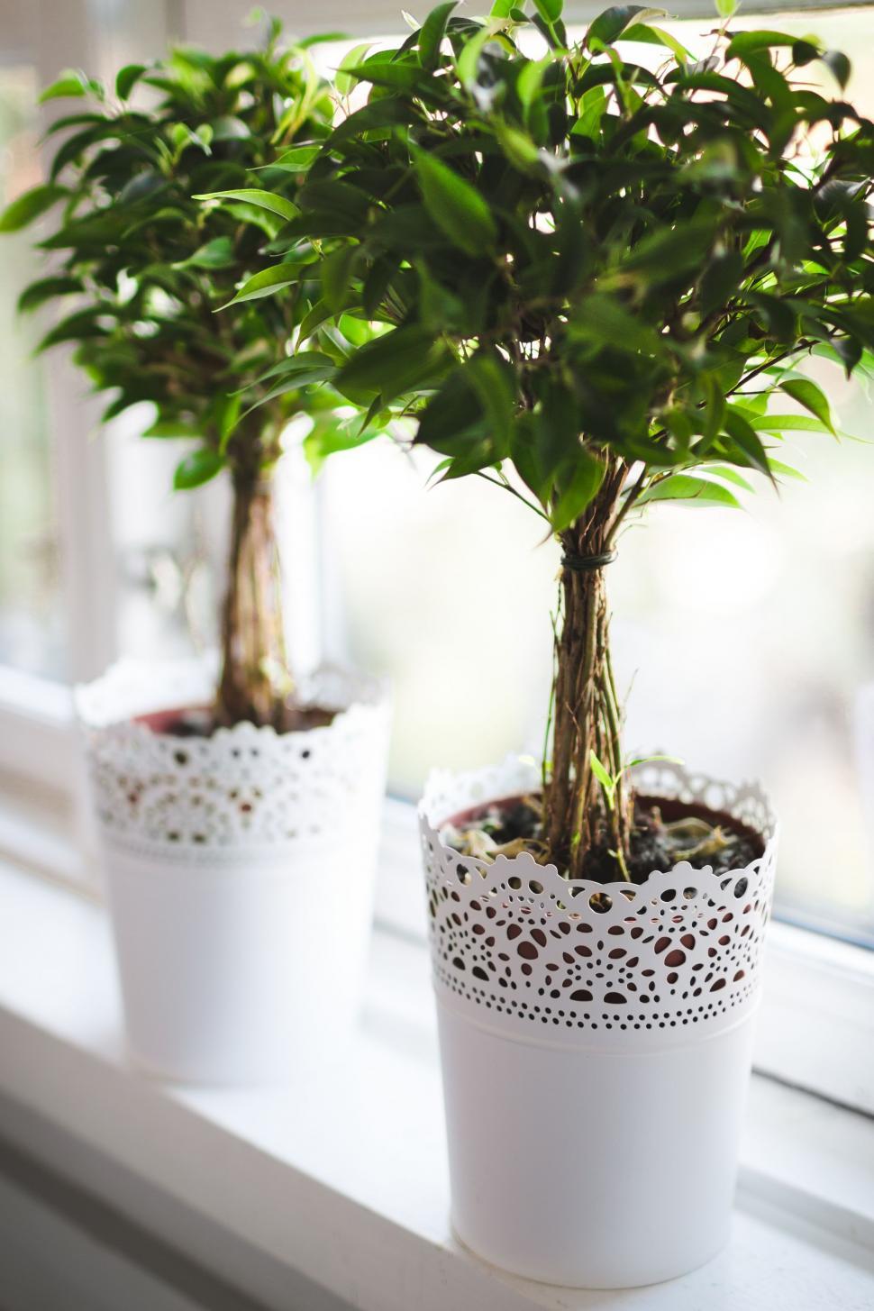 Free Stock Photo of Potted Plants on Window Sill | Download Free Images ...