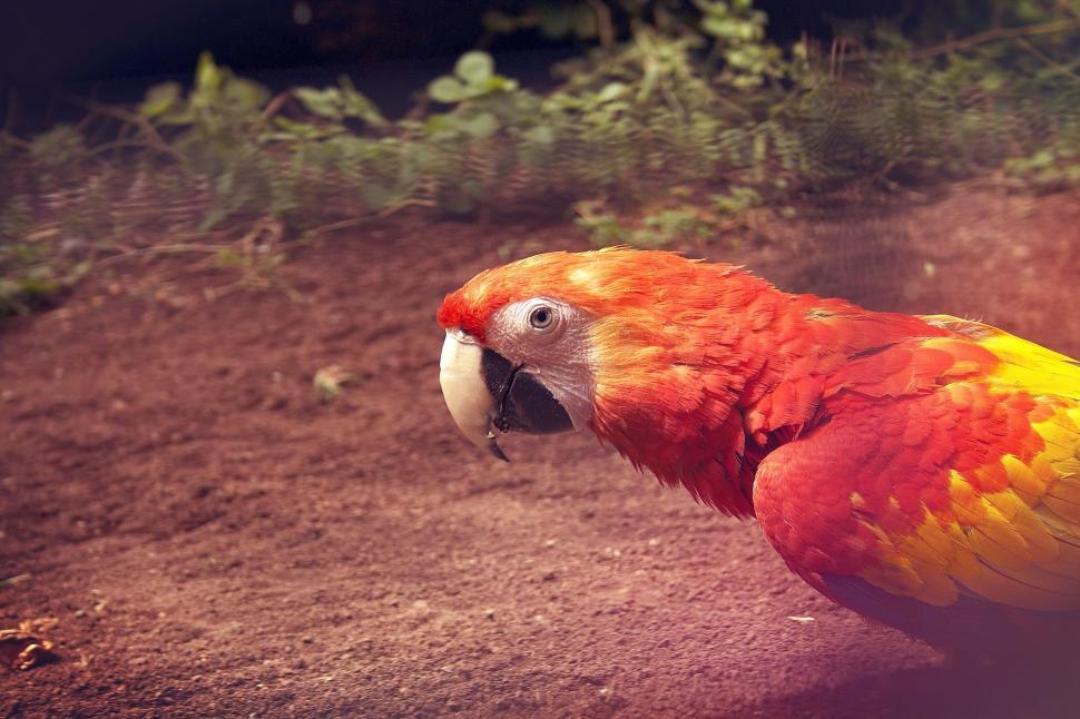 Free Stock Photo of Red and Yellow Parrot Perched on Dirt Field ...
