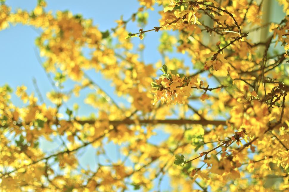 Free Stock Photo of Close Up of a Tree With Yellow Flowers | Download ...