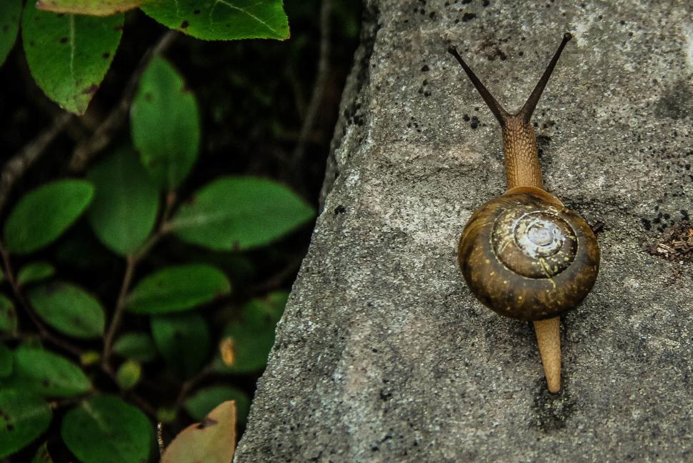 Free Stock Photo of Snail Crawling on Rock Near Bush | Download Free ...