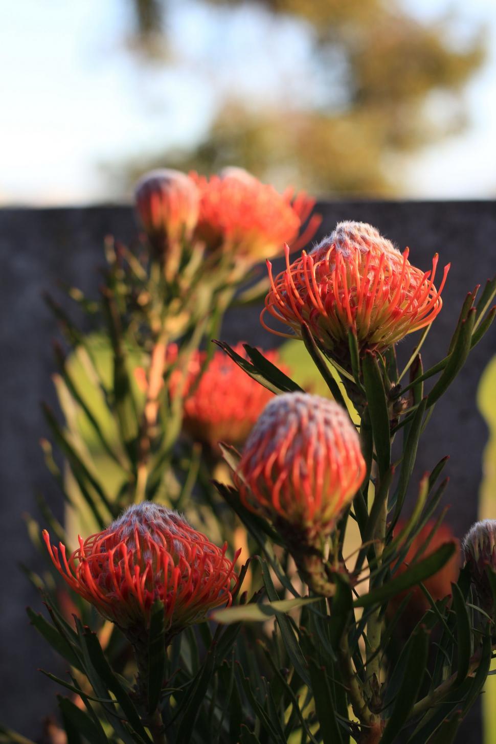Free Stock Photo of Close Up of Plant With Red Flowers | Download Free ...